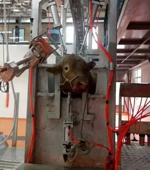 Cattle Slaughter Knocking Stunning Kill Box For Cattle Slaughterhouse ...