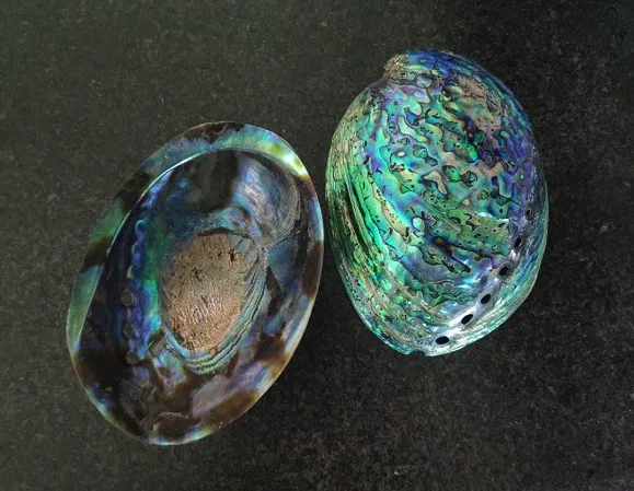Wholesale Polished New Zealand Abalone Paua Shells