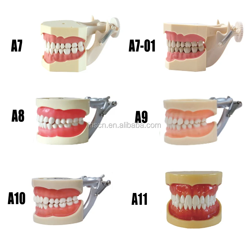 Plastic Dental Model Of Teeth/ Dental Model Boxes With K Type - Buy ...