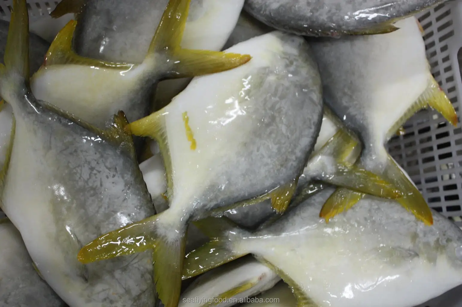 Frozen Iqf Golden Pomfret Fish - Buy Pomfret Fish,Iqf Golden Pomfret ...