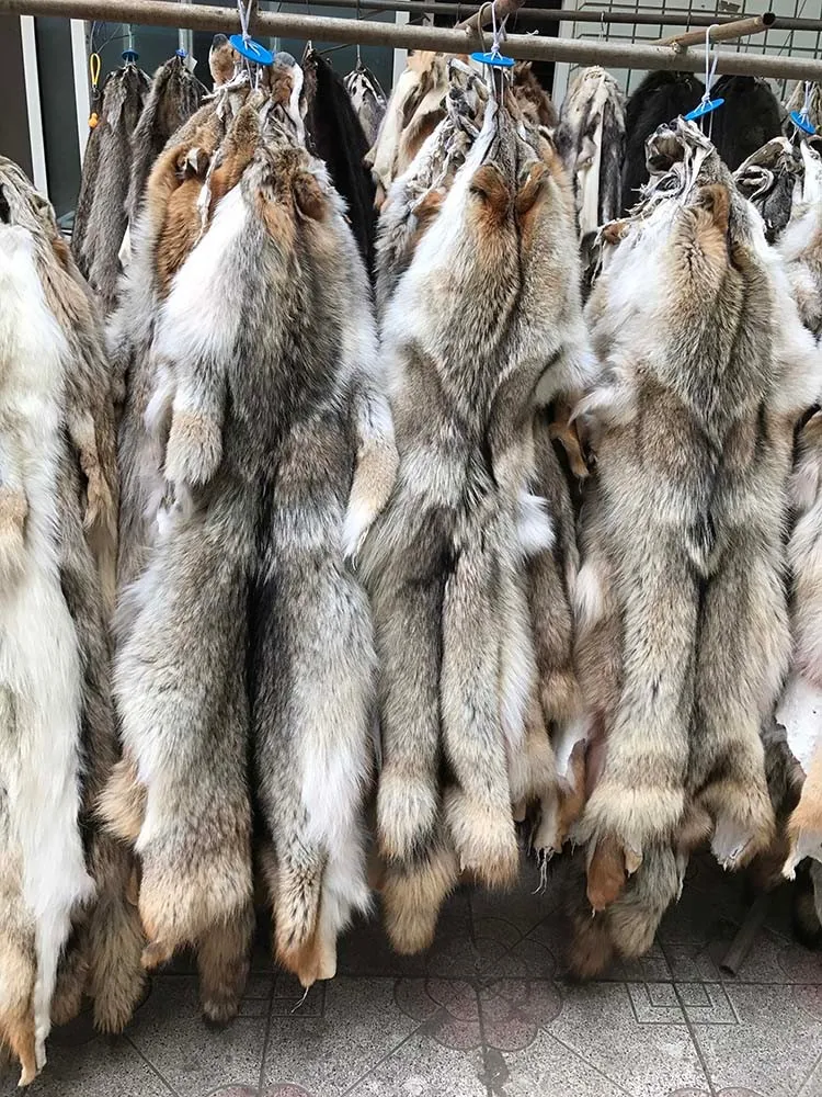 Factory Wholesale Price Full Pelt Coyote Fur Skin For Garment Or ...