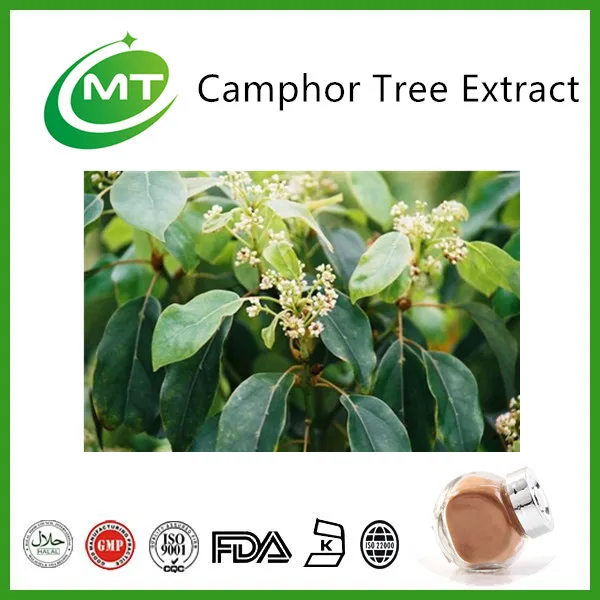 Organic 10:1 Camphor Tree Extract Powder Cinnamomum Camphora - Buy ...