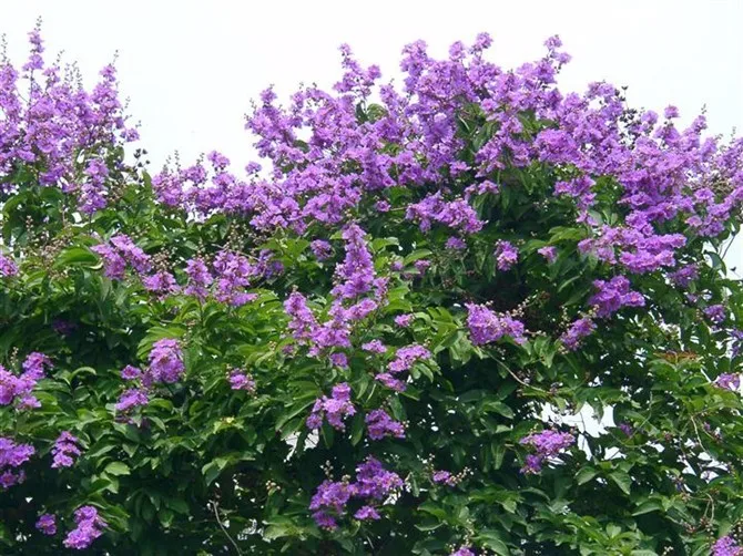 Hpyerglycemic Banaba Plant,Pure Banaba Leaf Extract Powder,Banaba Leaf ...