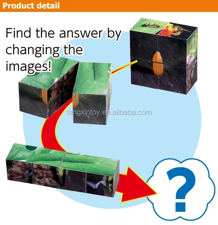 Educational Folding Cube Puzzle For Study Animals Life Cycle - Buy Cube ...