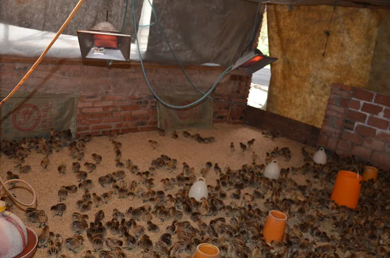 Infrared Radiant Poultry Gas Brooder Lamps Thd2606 - Buy Brooder Lamp ...