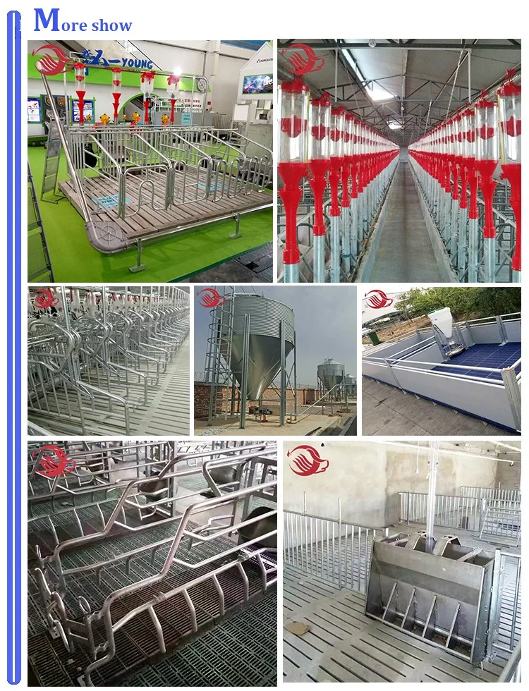 Piggery Cage / Organic Pig Farming / Breeding Crate for Pigs Wholesale ...