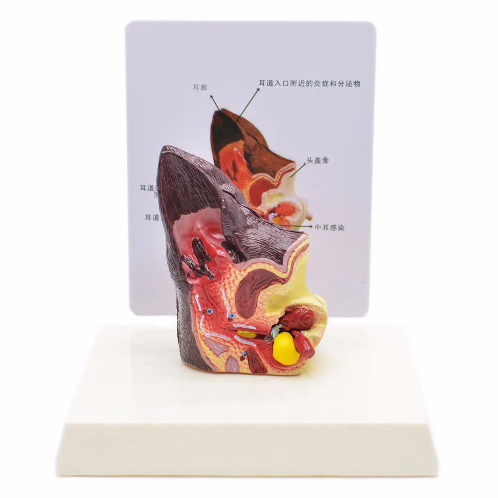 High Quality Pvc Dog Ear Teaching Model - Buy Pvc Dog Ear Teaching ...