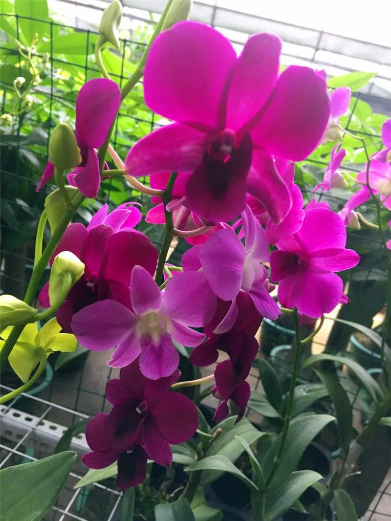 All Colors Blooming Dendrobium Orchid - Buy Dendrobium Orchid,Blooming ...