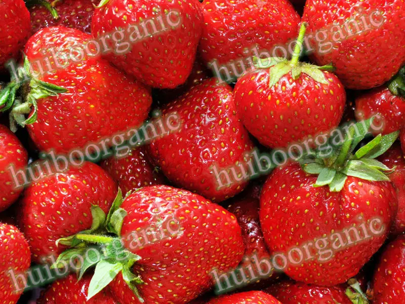 Fd Strawberry Powder / Fd Strawberry Granule - Buy Fd Strawberry,Fd ...