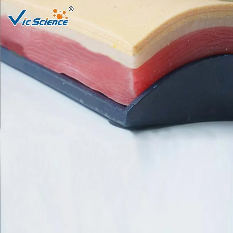 Anatomical Models Inmedical Sciencen Medical Advanced Pvc Enlarged ...