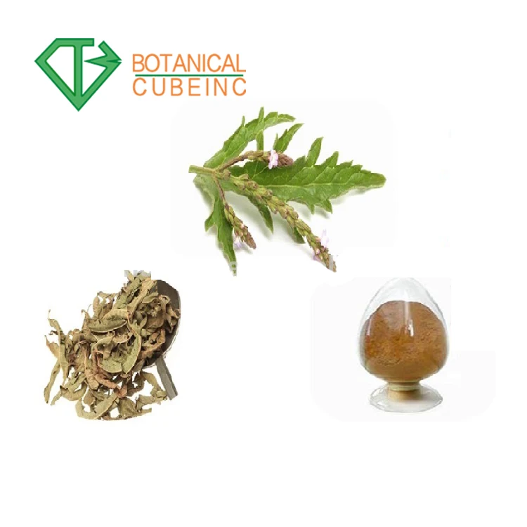 Pure Natural Herba Verbena Officinalis P.E. - Verbena Extract Powder