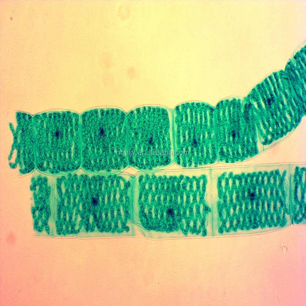 Botany Prepared Microscope Slides Of Stem Flower Root And Leaf - Buy ...