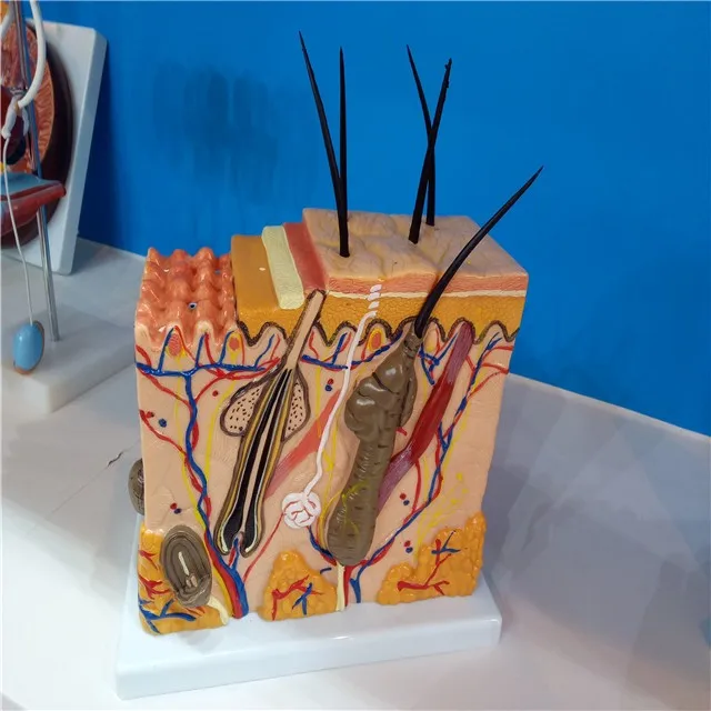 Anatomical Human Body Organs Skin Structure Model by CHINON