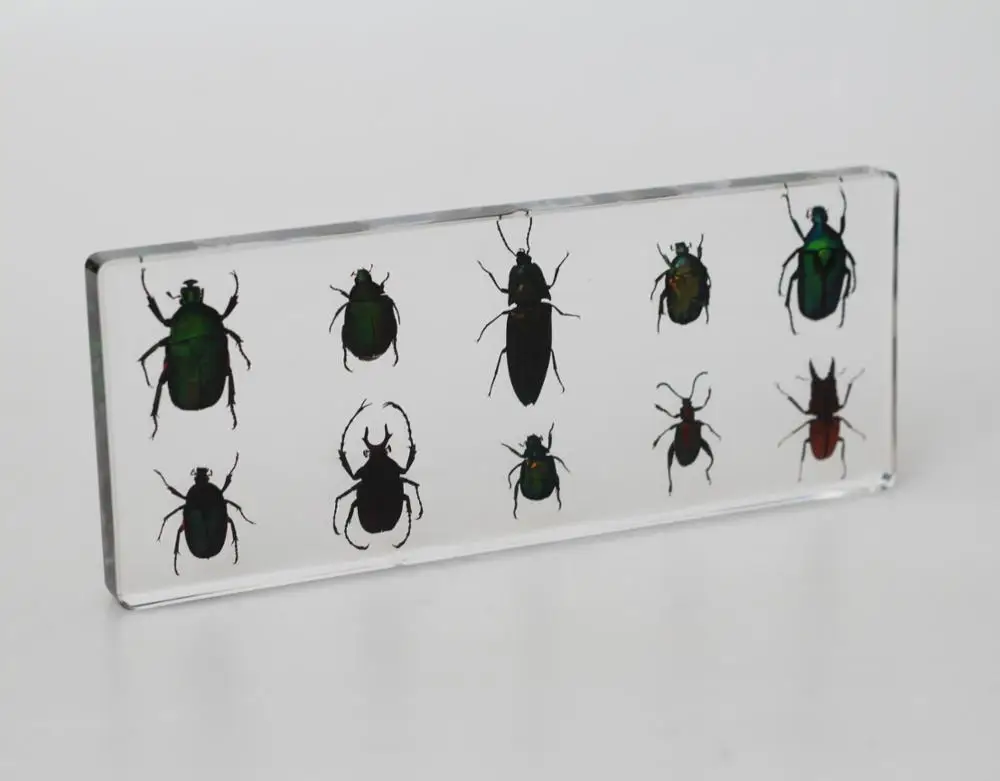 Taxidermy & Curiosities 10ct/20ct Preserved Ladybug Specimens Home ...