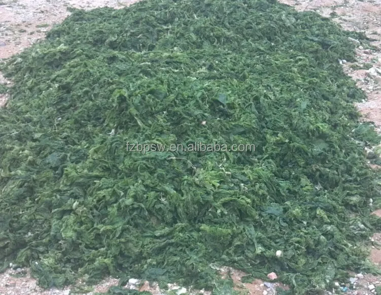 Wholesale Manufacturer,Ulva Food,Seaweed Ulva Flake|powder,Ulva|nori ...