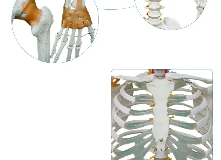 Medical Anatomical Skeleton Model FTR002B Life Size 180cm Medical Human ...