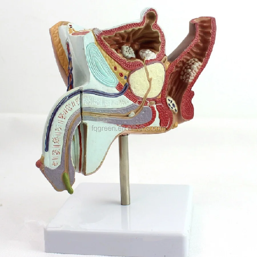 Pathological Model of the Male Bladder and Prostate Pathology