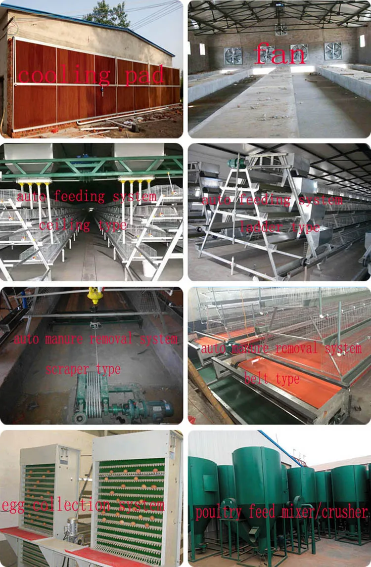 A Frame Layer Hens Chicken Cage Automatic Farm Equipment Chicken Laying ...