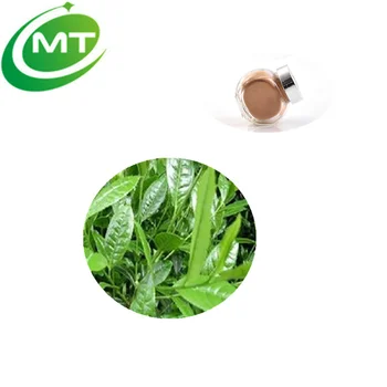 Hot Sell Gambir Extract/uncaria Gambier Powder/high Quality Gambir ...