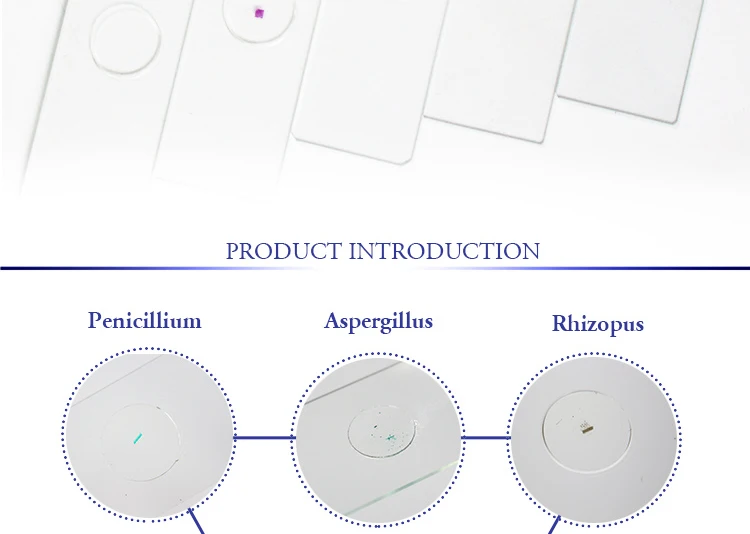 Fungi Microscope Prepared Slides - Penicillium & Aspergillus