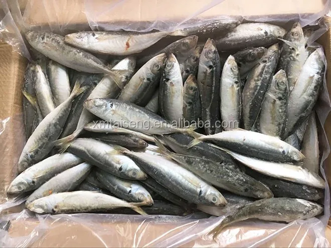 Frozen Small Eye Round Scad Fish With 120pcs For Philippines - Buy Scad ...