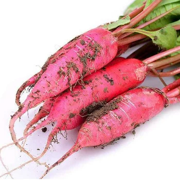 (hot) Fresh Red Radish/chinese Fresh Organic Red Turnip - Buy Red ...