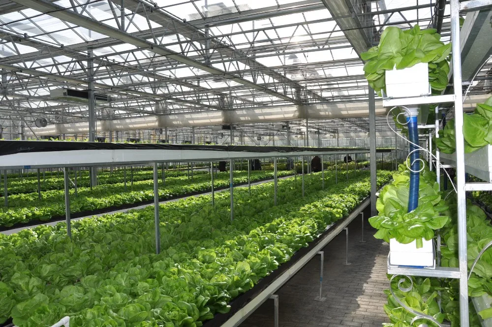 Industrial Type Complete Hydroponics System for Soilless Agriculture