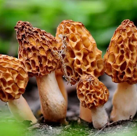Wholesale Dry Wild Morchella Conica Indian Morel - Buy Indian Morels ...
