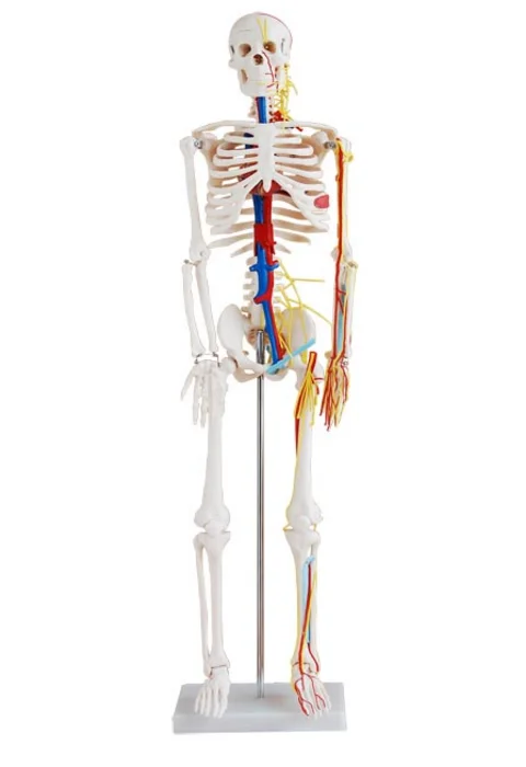 Medische Menselijk Groothandel 85 Cm Plastic Anatomisch Onderwijs ...