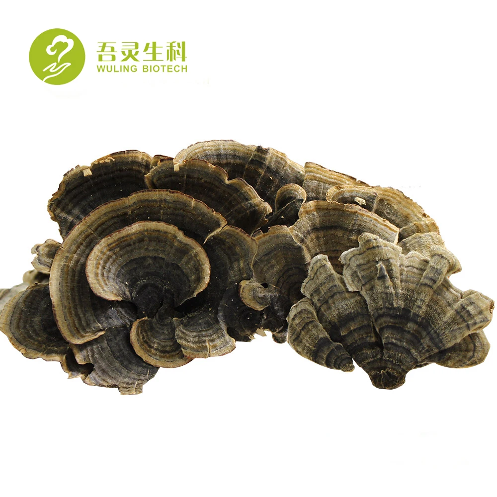 Coriolus Versicolor Powder-wuling