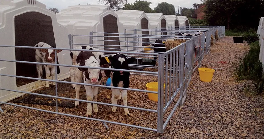Anti-uv Fiberglass Shelter For New Born Cattle - Buy Livestock Shelter ...