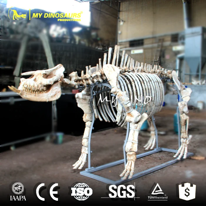 My Dino AS010 Full Size Artificial Animal Hippo Skeleton