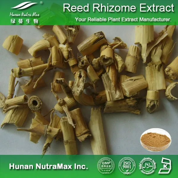 Rhizoma Phragmitis Extract,Phragmites Communis Extract Powder - Buy ...