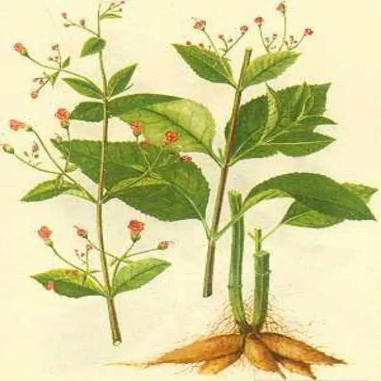 Scrophularia ningpoensis - Alchetron, the free social encyclopedia