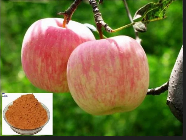 100% Natural Polyphenols 75% 80% Apple Fruit Extract - Buy Apple Fruit ...