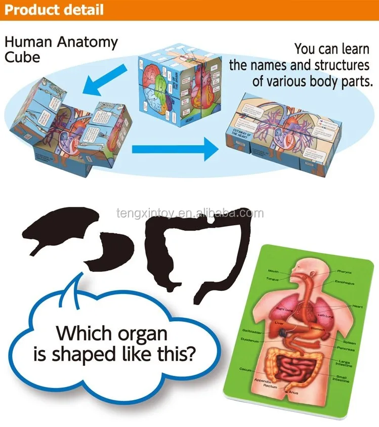 Human Anatomy Cubes--custom Folding Magic Cube Toy - Buy Folding Cube ...
