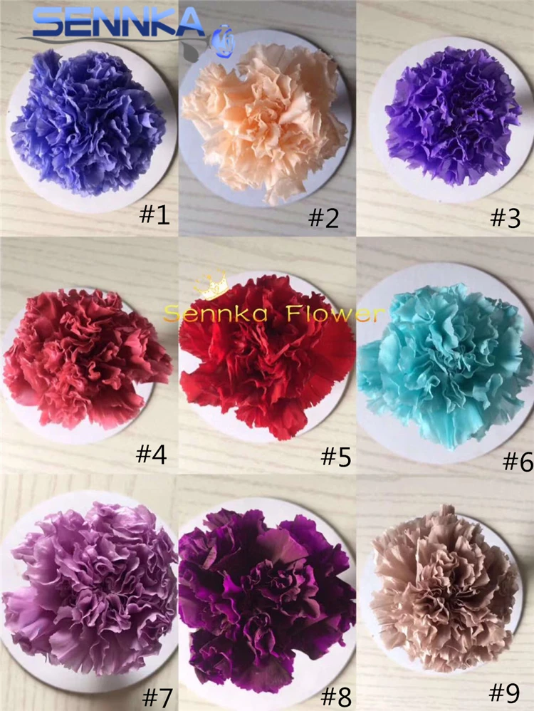 Best Gifts Forever Lasting Beautiful Dianthus Caryophyllus Real ...