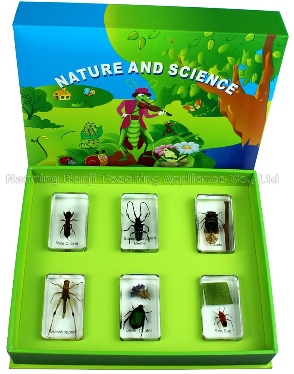 Real Insect In Resin Lucite Biological Educational Sets Toys For ...