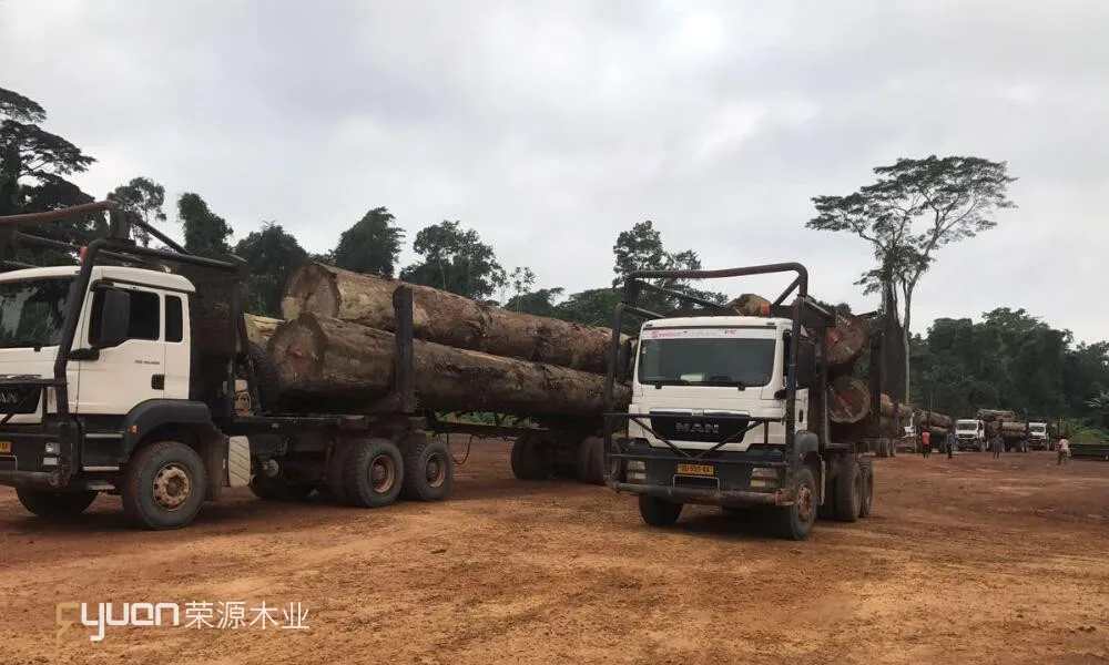 Fresh Wood Nauclea Gabon Timber Bilinga Logs High Quality