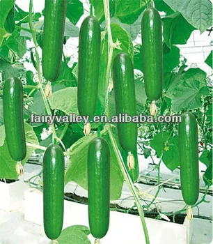 Planting/growing Thornless Chinese Sweet And Crisp Mini Cucumber Seeds ...