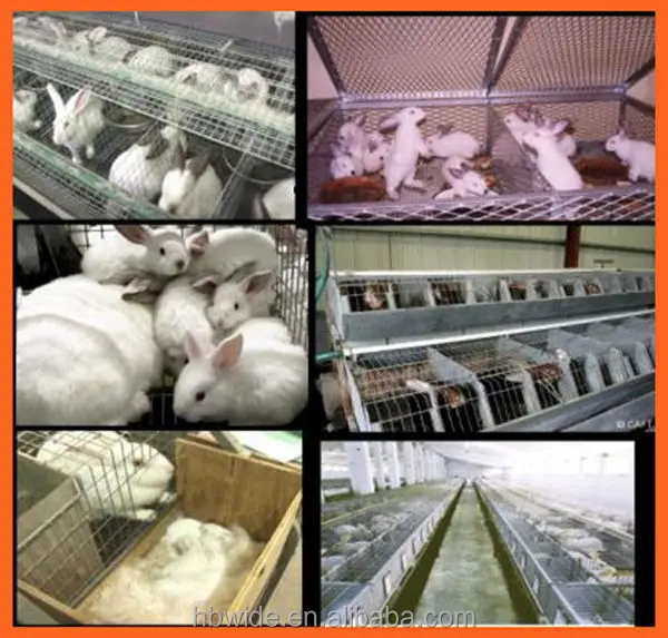 Easy Installation Commercial Rabbit Farming Cages / Rabbit Breeding ...