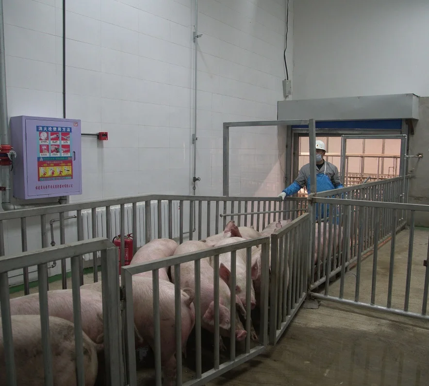Automatic Slaughter Produce Line for Pig Abattoir Equipment