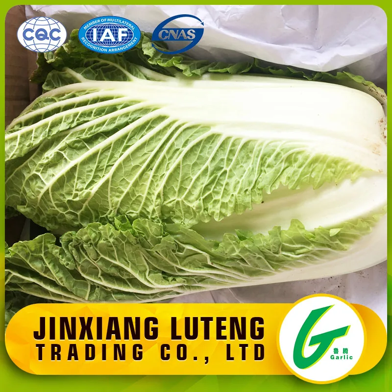 Chinese Long Fresh Vegetable Cabbage - Buy Cabbage,Fresh Vegetable ...