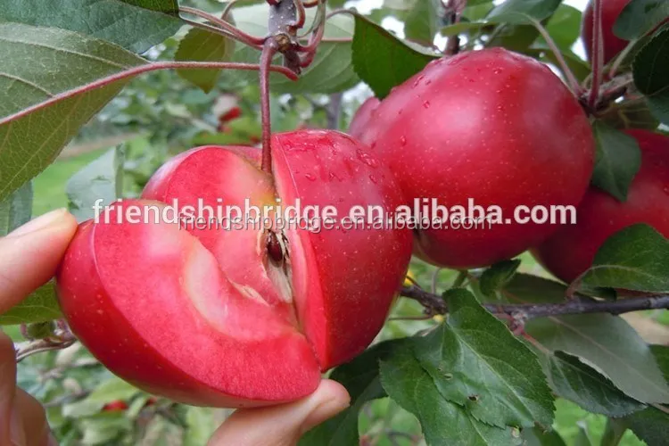 Red Love Apple Seedling(red Flesh) - Buy Red Love Apple Seedling,Red ...