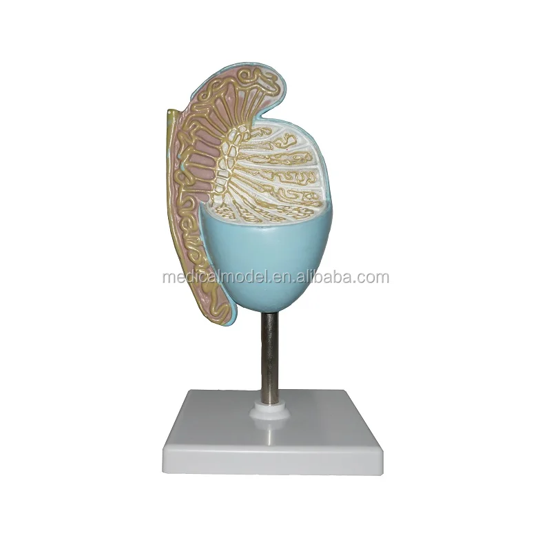 Male Reproductive System Model: Testis Anatomy for Teaching| Alibaba.com