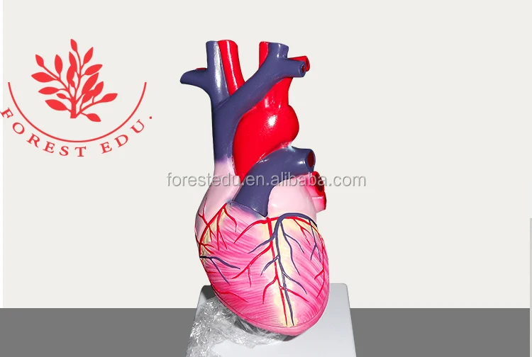 Plastic Heart Model - Anatomy Teaching Tool for Medical Science