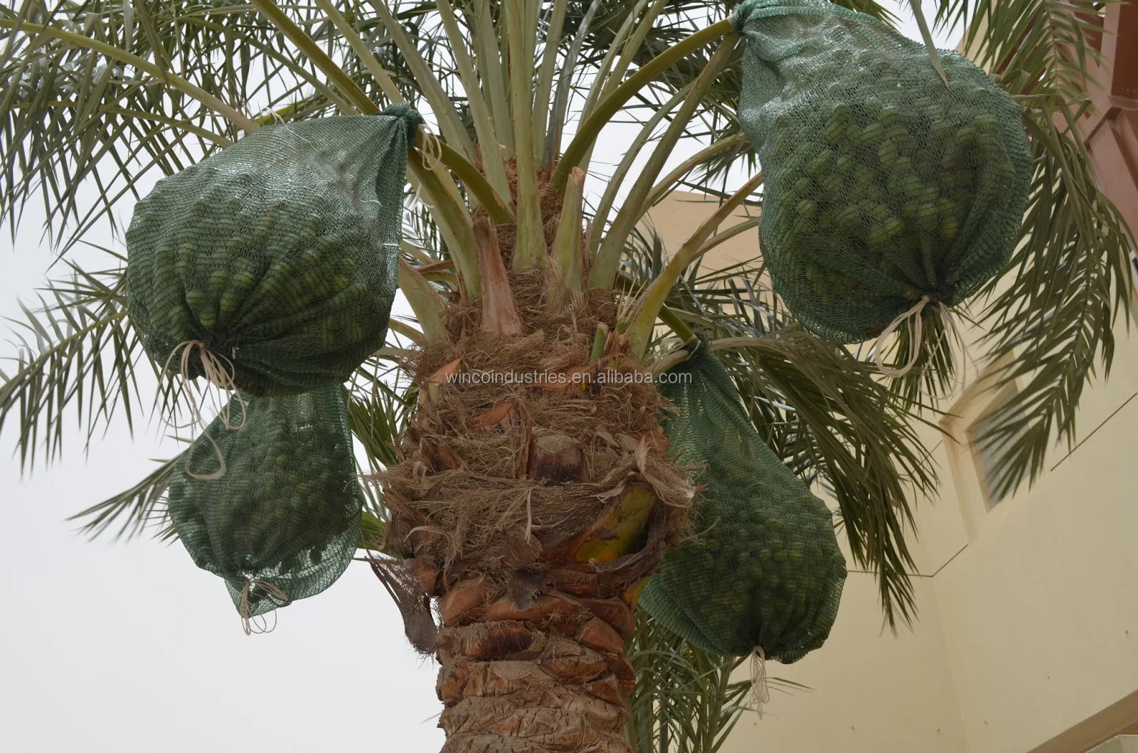 Protect Date Palm Fruits with Winco's 100% Virgin HDPE Mesh Bags
