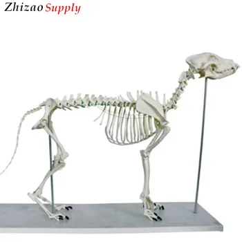 Large Dog Canine Skeleton Model,Dog Skeleton Anatomical Model,Dog ...