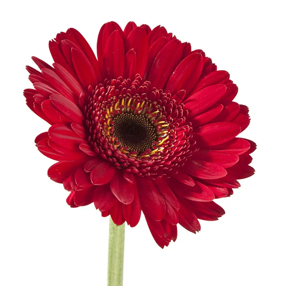 Cheap Red Gerberas, find Red Gerberas deals on line at Alibaba.com