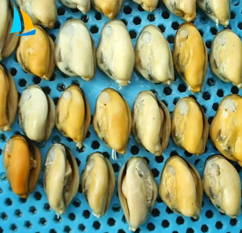 Frozen Blue Mussel Meat In Shellfish Scientific Name - Buy Mussel Meat ...